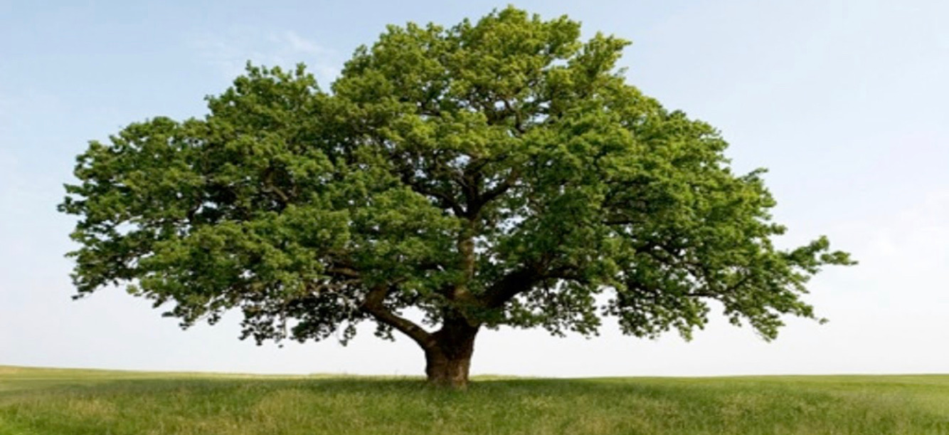 The Robin And The Oak Tree – sethlewis.ie