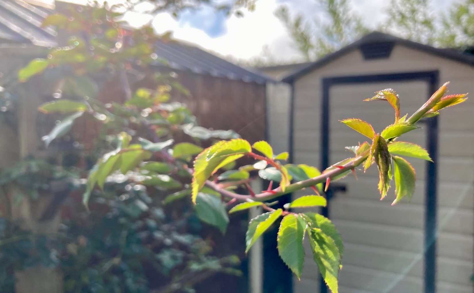 Pruning (a poem) – sethlewis.ie